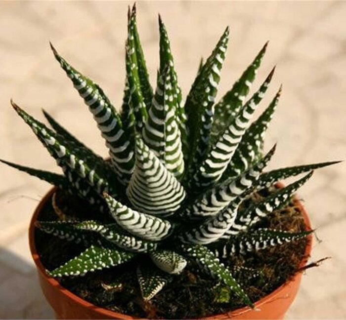 Haworthia Zebra Succulent | Stylish Indoor Plant | Greening