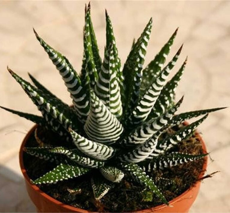 Haworthia Zebra Succulent | Stylish Indoor Plant | Greening