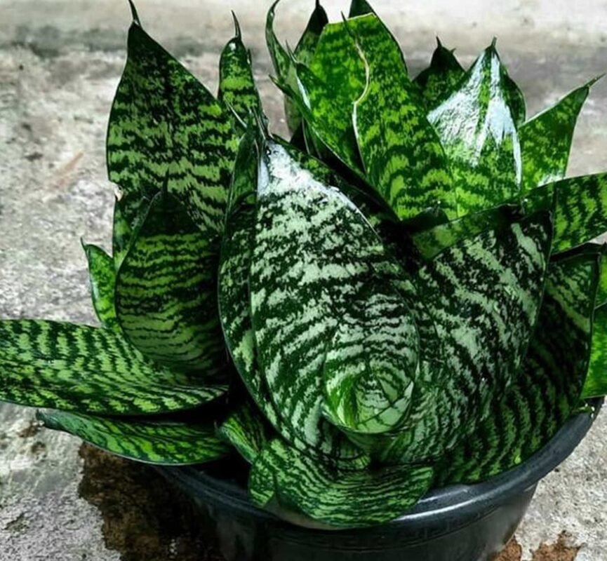 Sansevieria Green Snake Dwarf Plant | Mini Indoor Pots | Greening